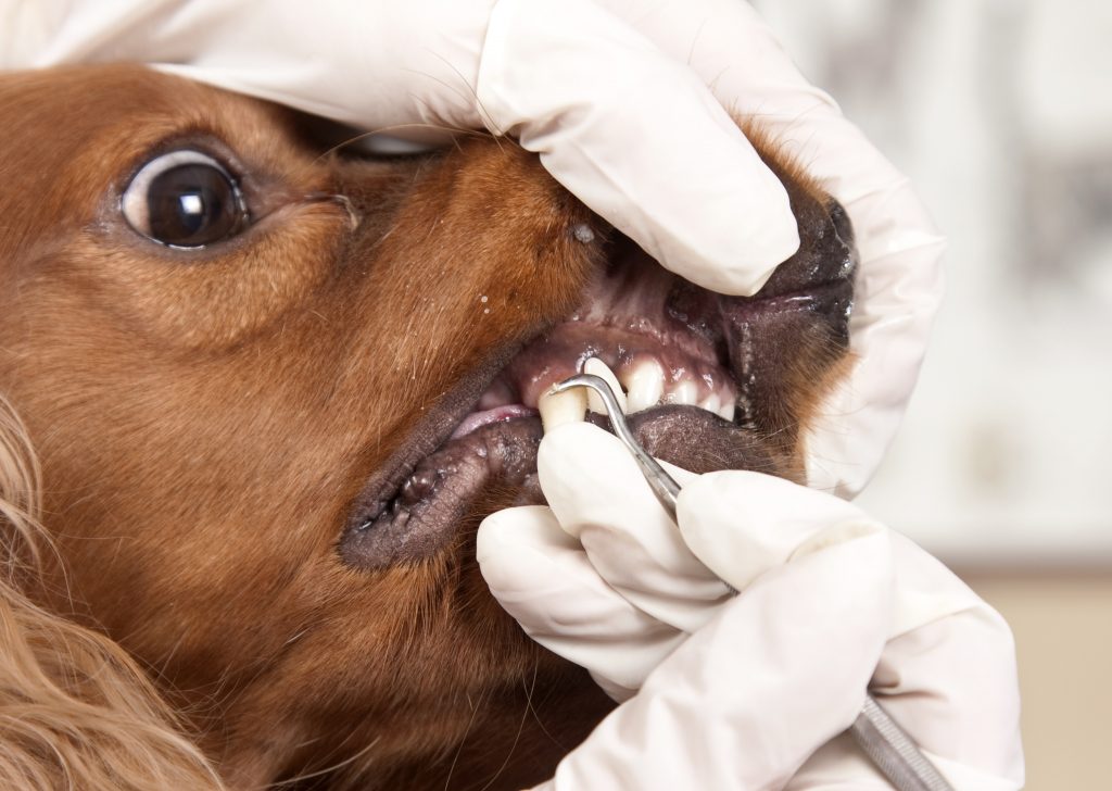 Say "No" to Anesthesia-Free Dental Cleanings • Passionate Paws Animal ...